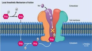 Local Anesthetics.pptx