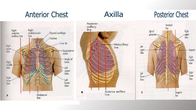 Local chest examination | PPTX | Lung and Respiratory Health | Diseases ...