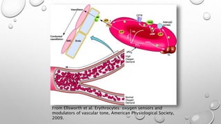 Local control of blood flow by the tissue | PPTX