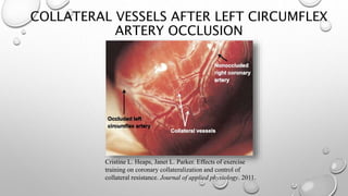 Local control of blood flow by the tissue | PPTX