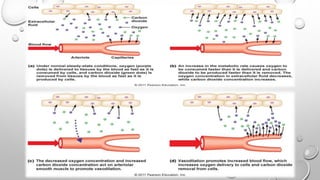 Local control of blood flow by the tissue | PPTX