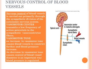 Local control of blood vessels | PPT