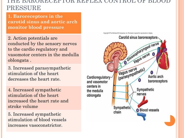 Local control of blood vessels