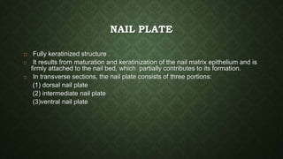 local disorders of the nail apparatus.pptx