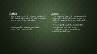 local disorders of the nail apparatus.pptx