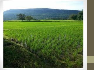 Local Farmers Wisdoms for Adaptation to Climate Change: A Case Study of Thailand | PDF