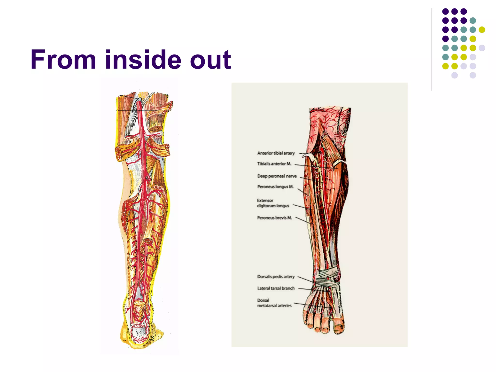 Local Flaps For Lower Limb Reconstruction Version1 | PPT