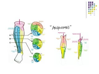 Local Flaps For Lower Limb Reconstruction Version1 | PPT