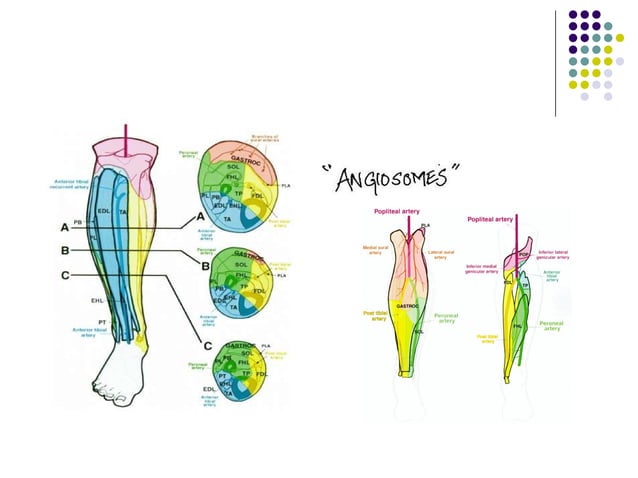 Local Flaps For Lower Limb Reconstruction Version1 | PPT