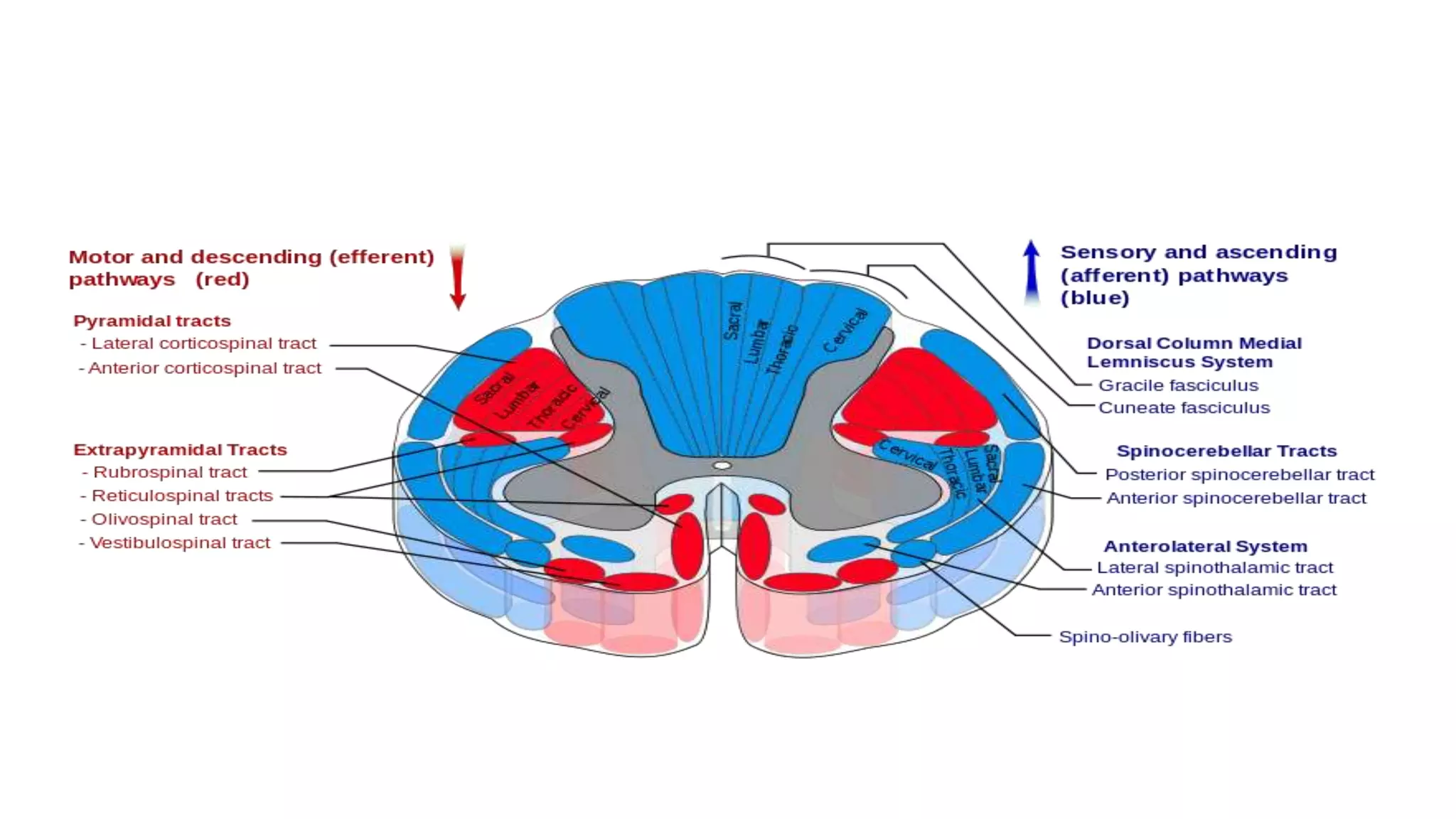 Localising the lesion of the CNS | PPTX