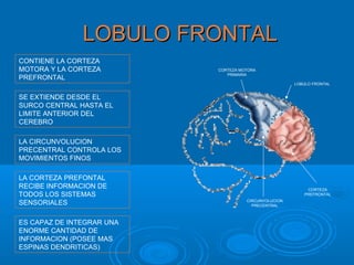 Localizacion cerebral | PPT