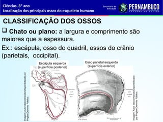 Localização dos principais ossos do esqueleto humano.ppt