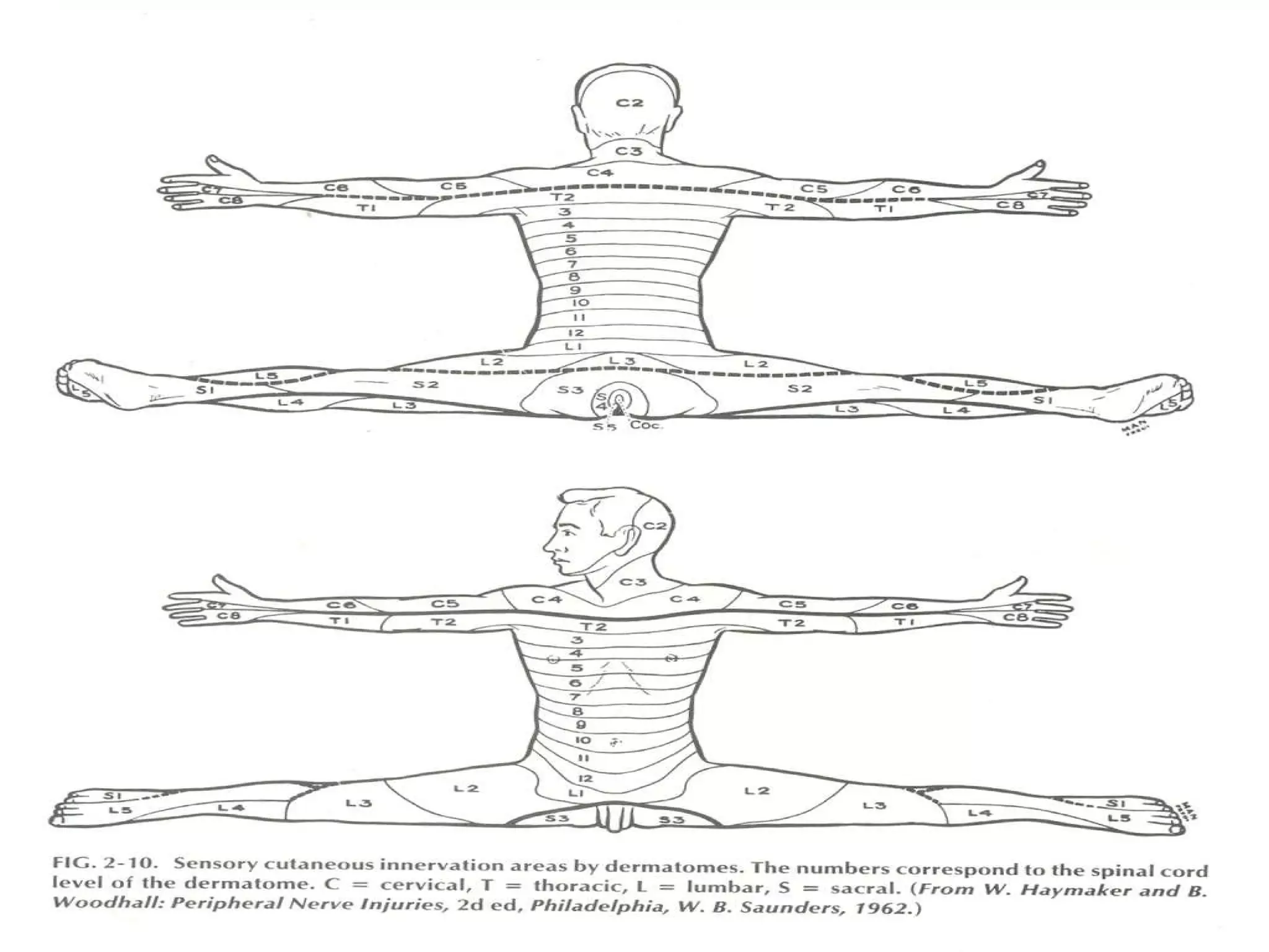 Localization In Clinical Neurology Ppt