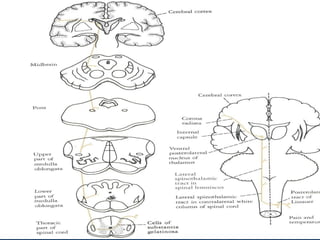 Localization In Clinical Neurology | PPT