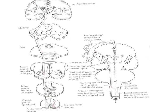 Localization In Clinical Neurology | PPT