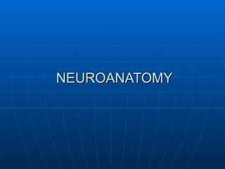 Localization In Clinical Neurology | PPT