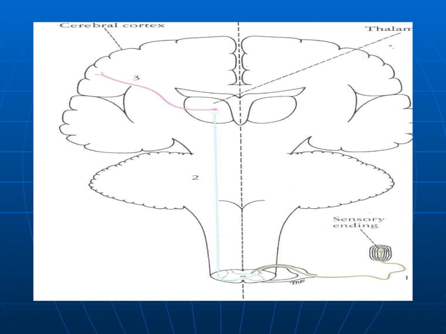 Localization In Clinical Neurology | PPT