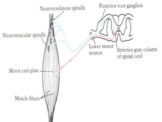 Localization In Clinical Neurology | PPT