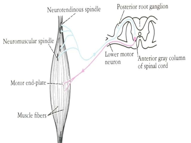 Localization In Clinical Neurology | PPT