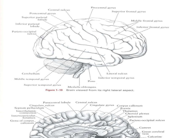 Localization In Clinical Neurology | PPT
