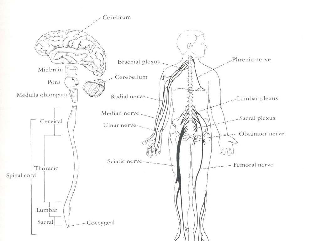 Localization In Clinical Neurology