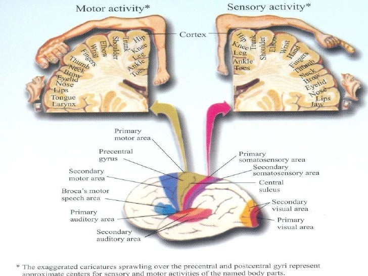 Localization In Clinical Neurology