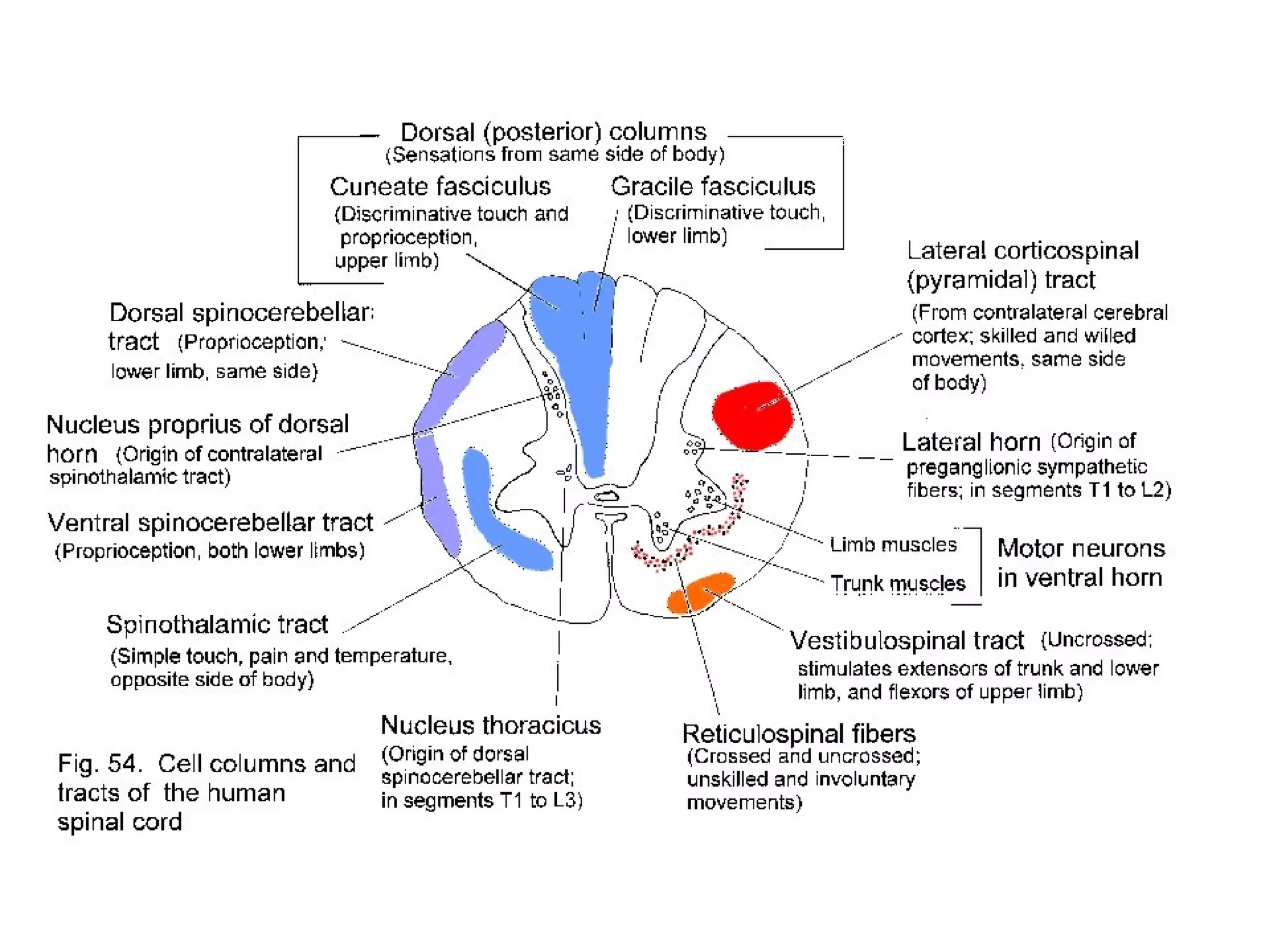 Localization in neurology 1 | PPT
