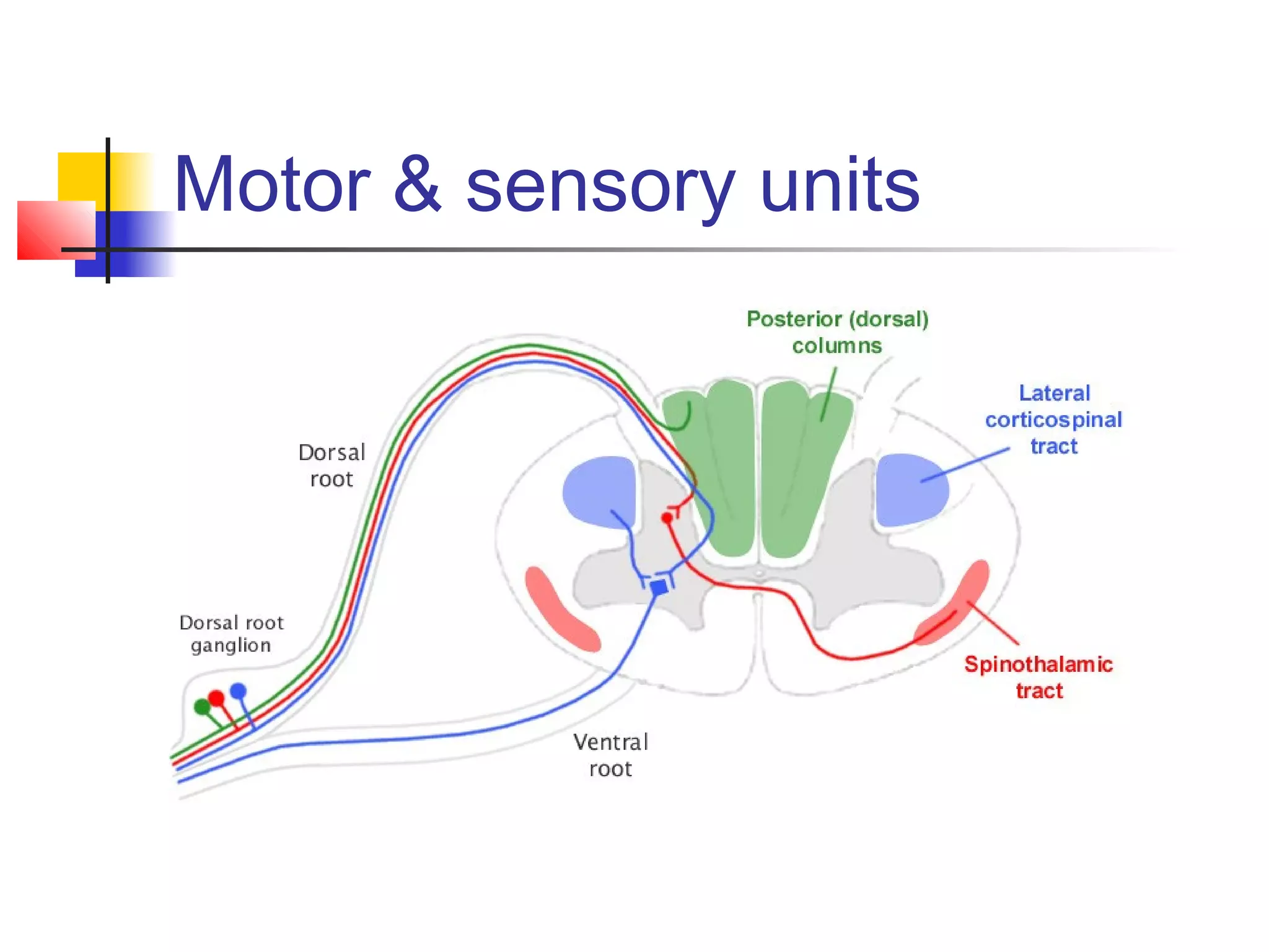 Localization in neurology 1 | PPT