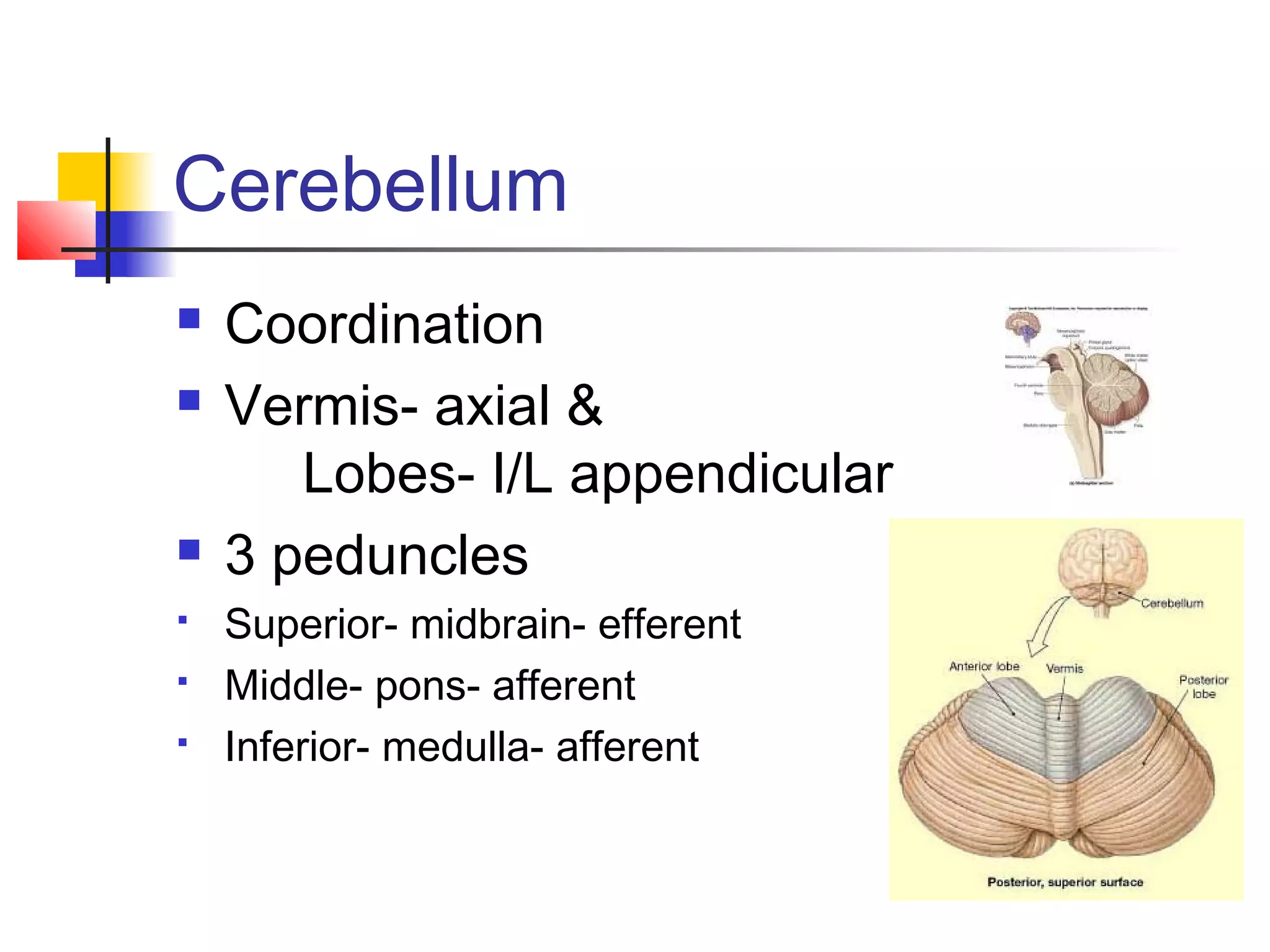 Localization in neurology 1 | PPT