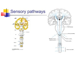 Localization in neurology 1 | PPT