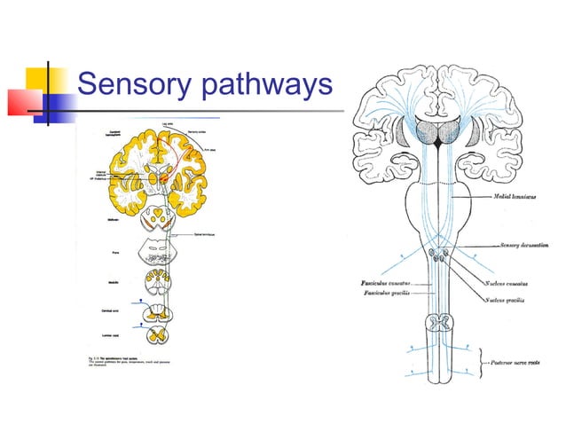 Localization in neurology 1 | PPT