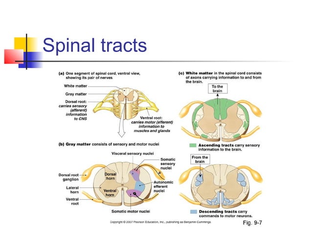 Localization in neurology 1 | PPT