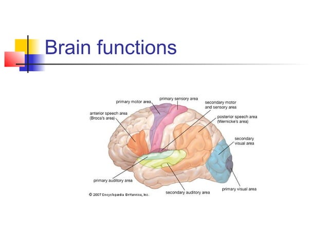 Localization in neurology 1 | PPT