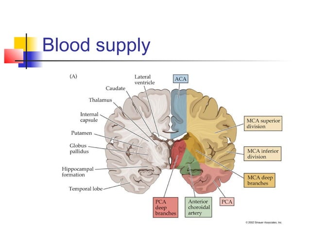 Localization in neurology 1 | PPT