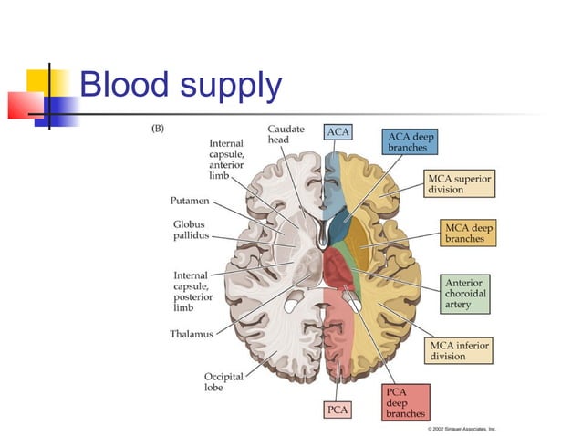 Localization in neurology 1 | PPT