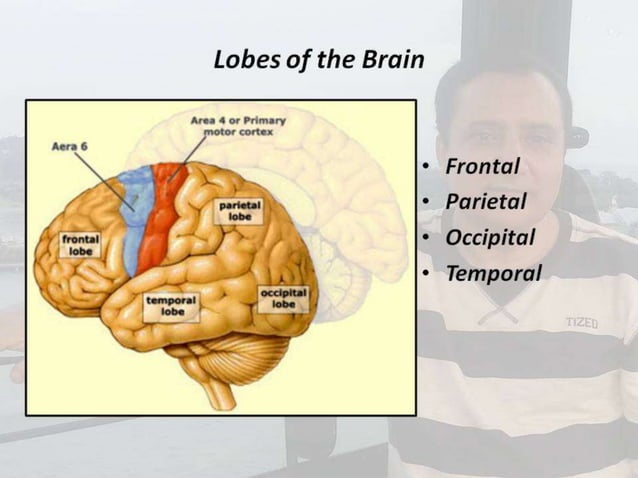 Localization of brain lesion by Prof Dr Bashir Ahmed Dar Sopore Kashmir ...