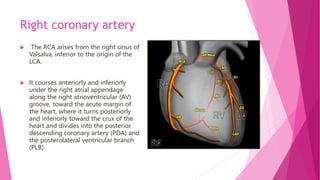 LOCALIZATION OF CULPRIT ARTERY IN MI.pptx