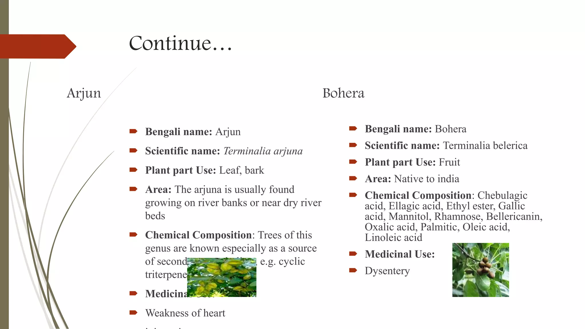 Local medicinal plant | PPTX