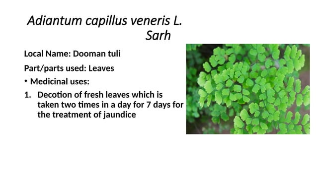 local medicinal plants of Hamirpur by shah, Himachal Pradesh.pptx