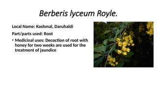 local medicinal plants of Hamirpur by shah, Himachal Pradesh.pptx