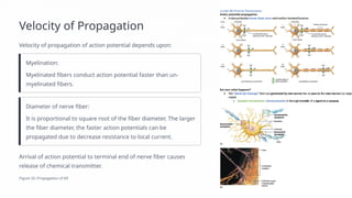 Nerve Lecture 5 : local response , Action-Potential-Propagation ...