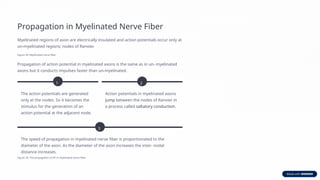 Nerve Lecture 5 : local response , Action-Potential-Propagation ...