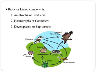 Local simple ecosystem ppt | PPT