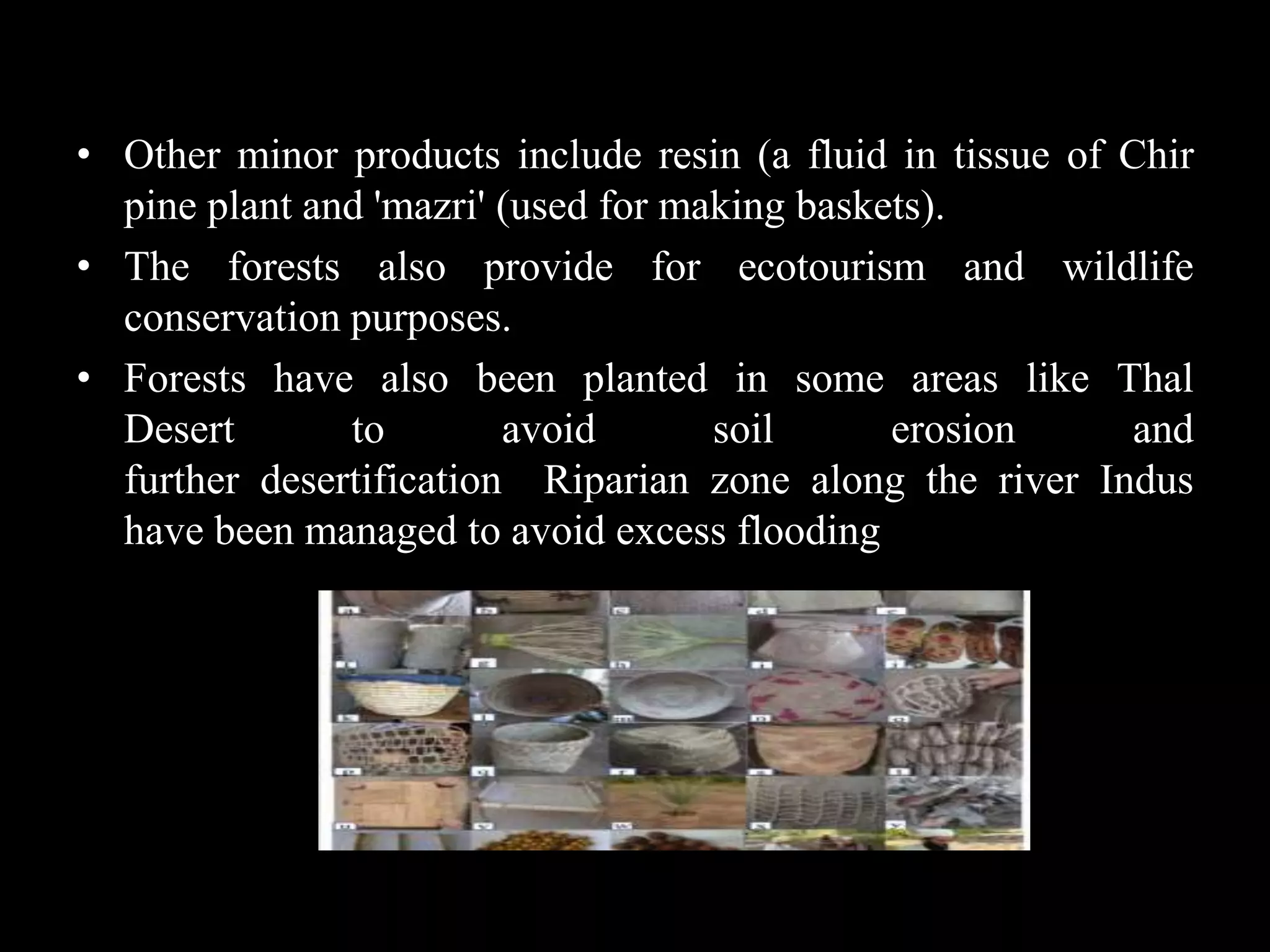 Local vegetation of pakistan.. | PPT