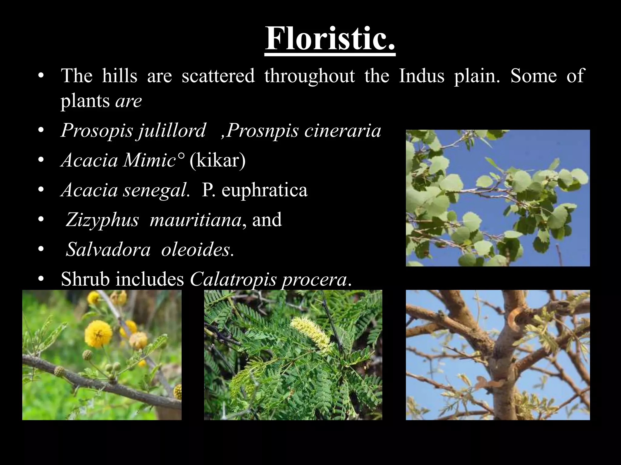Local vegetation of pakistan.. | PPT