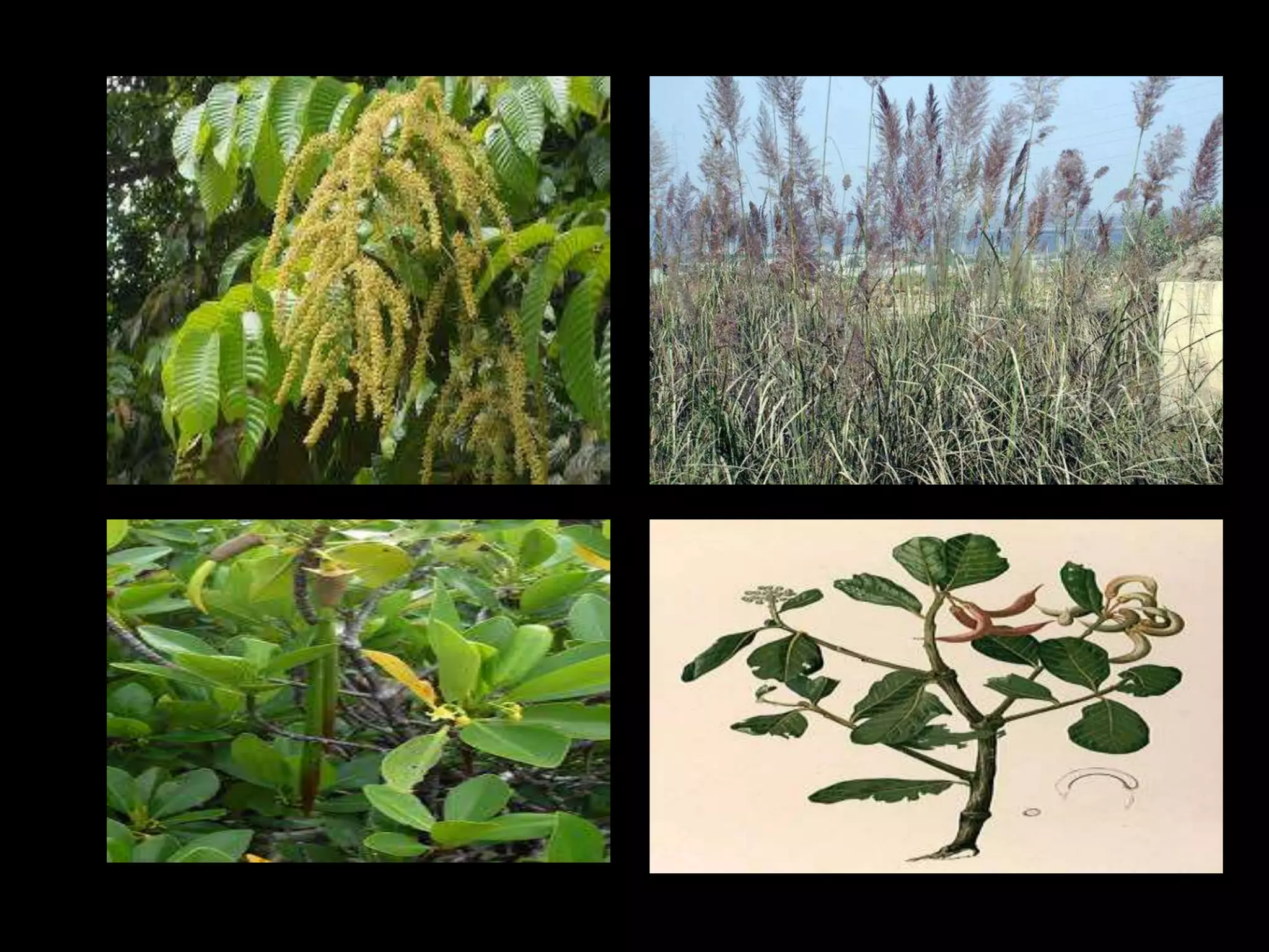 Local vegetation of pakistan.. | PPT | Geography | Science