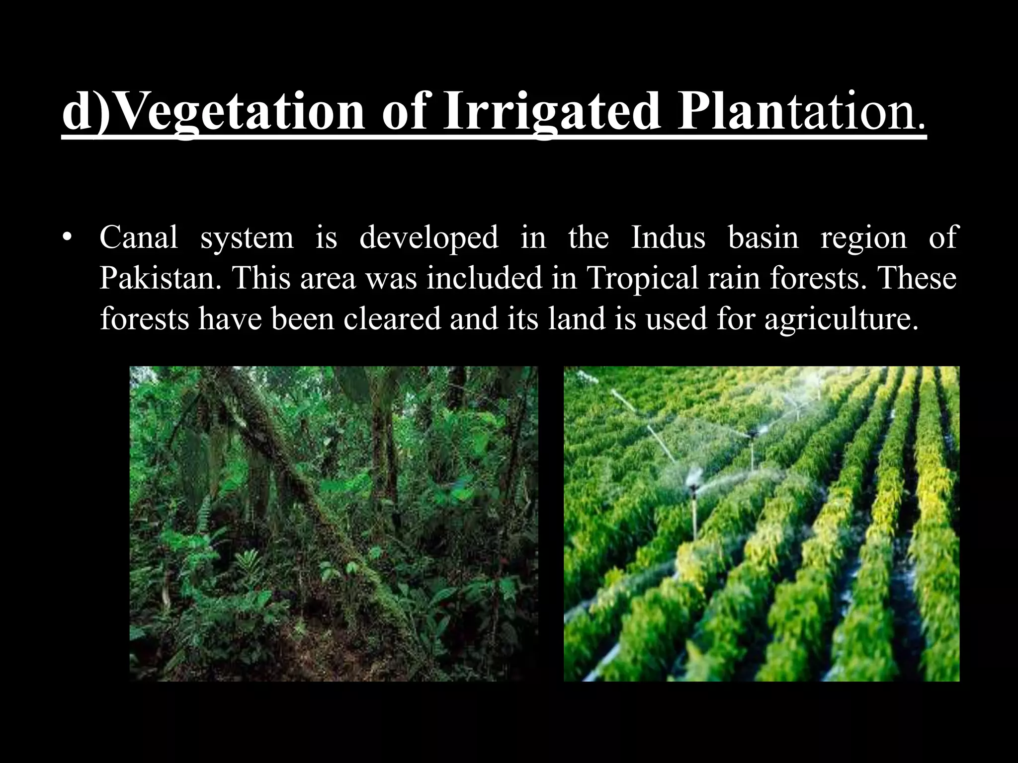 Local vegetation of pakistan.. | PPT | Geography | Science