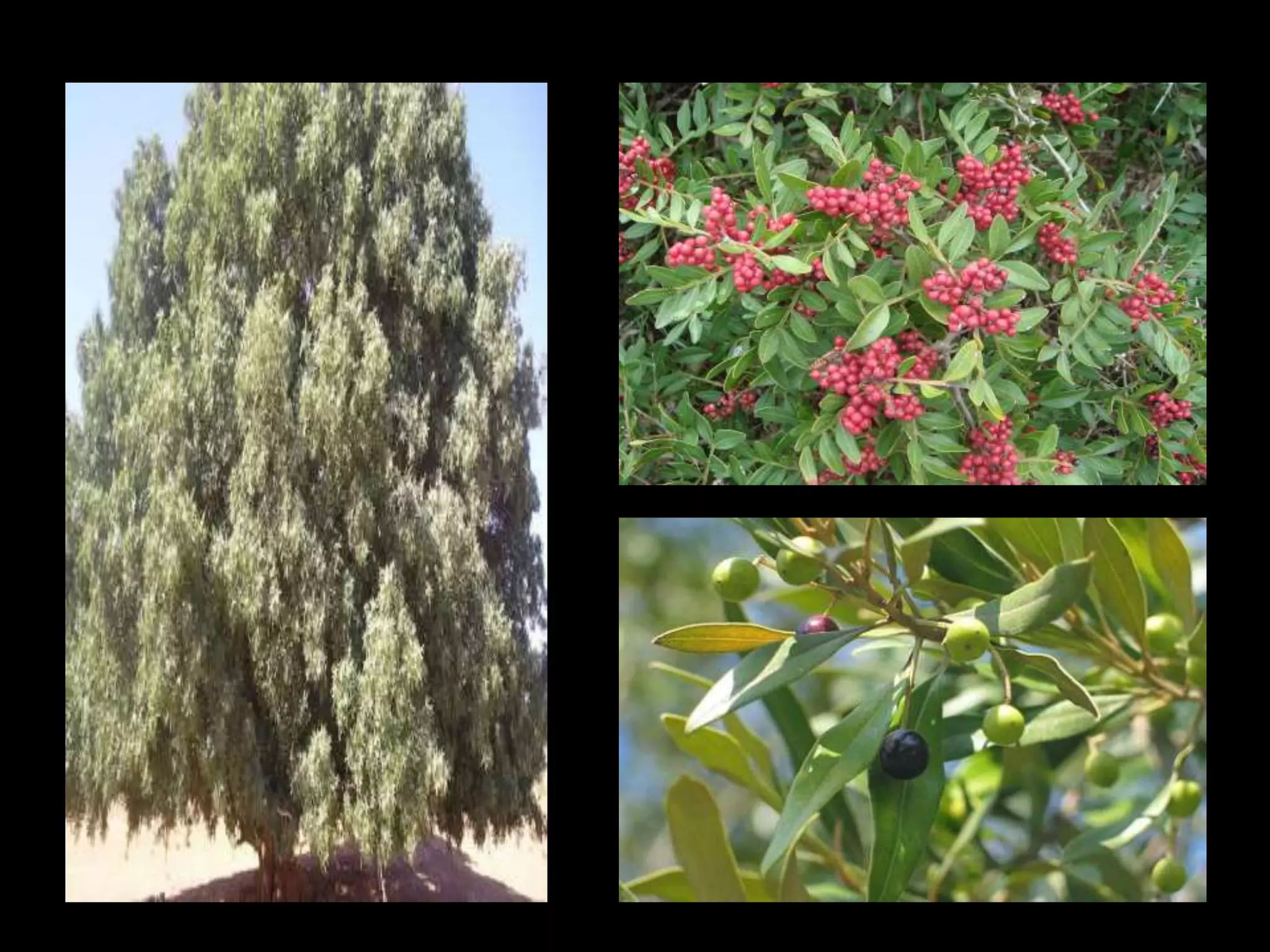 Local vegetation of pakistan.. | PPT