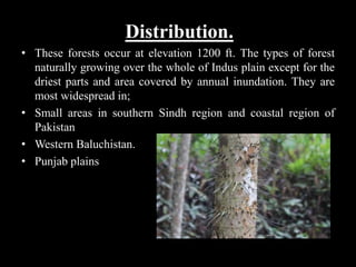 Local vegetation of pakistan.. | PPT