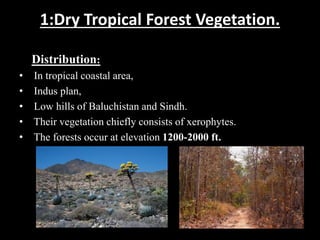 Local vegetation of pakistan.. | PPT